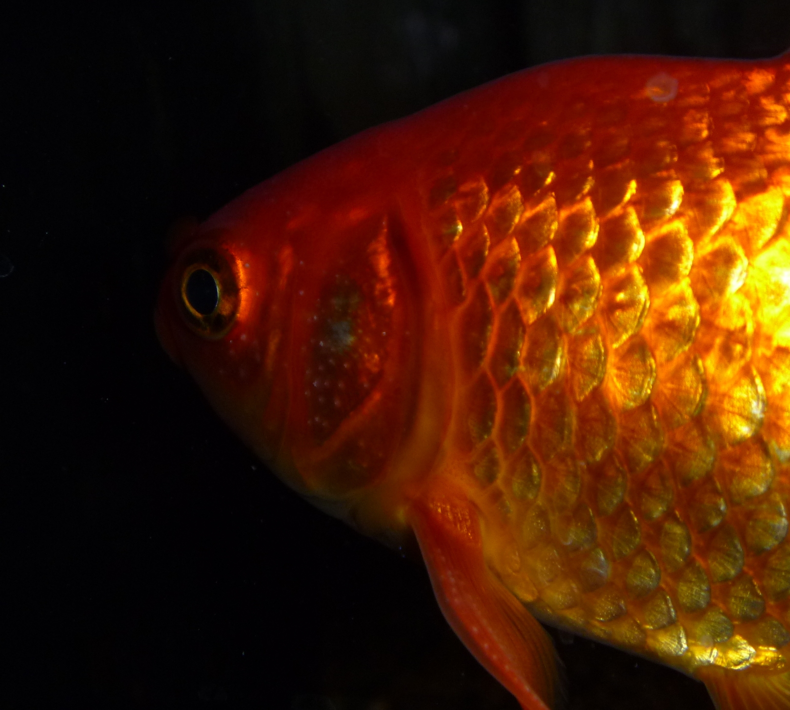White spots on my goldfish – what are they? – The Fish Vet's Blog