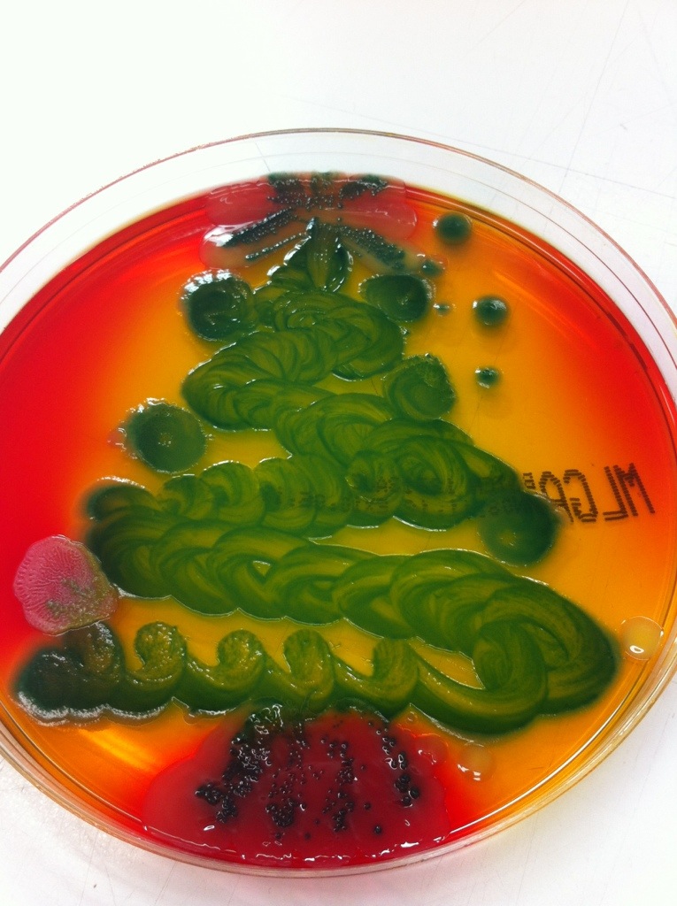 Growing my own Christmas Tree with bacteria. – The Fish Vet's Blog