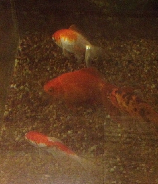 How do fish sleep? – The Fish Vet's Blog