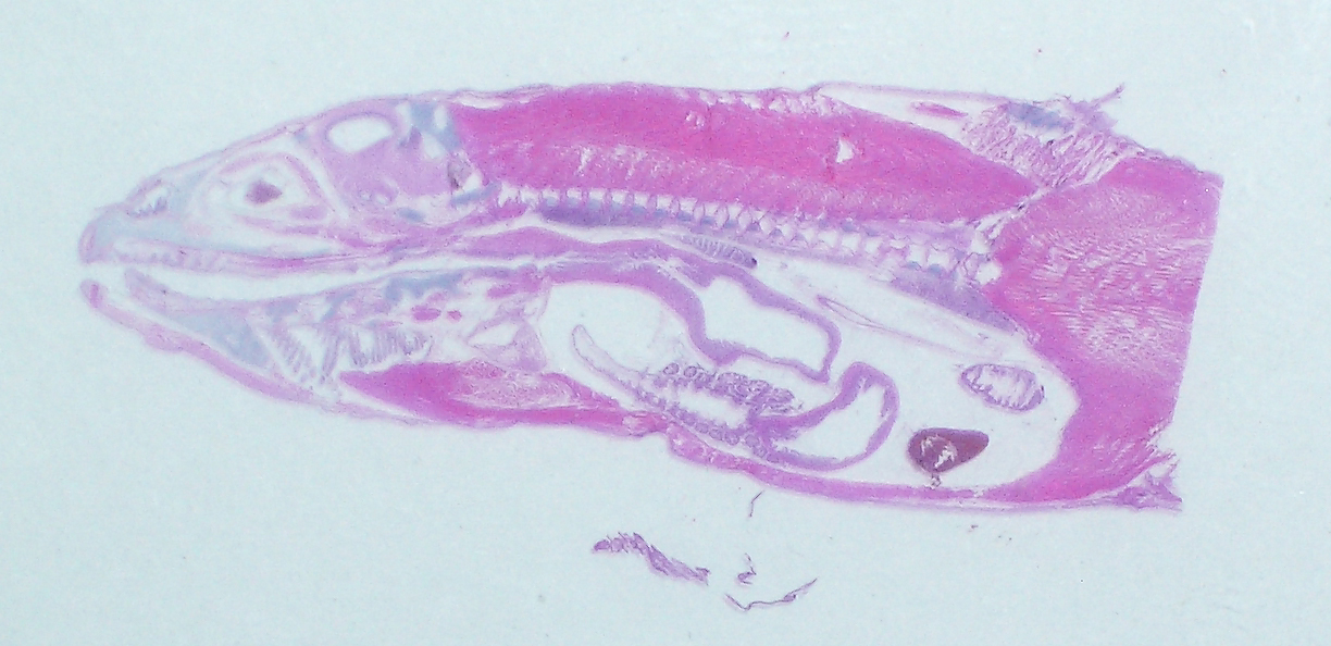 Fish gross and histologic anatomy – FREE DOWNLOAD. – The Fish Vet's Blog