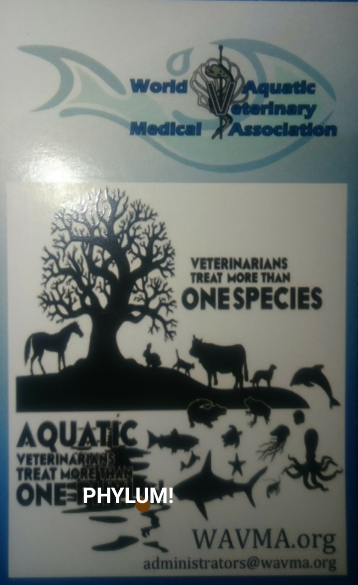 What are fish vets / aquatic veterinarians? – The Fish Vet's Blog
