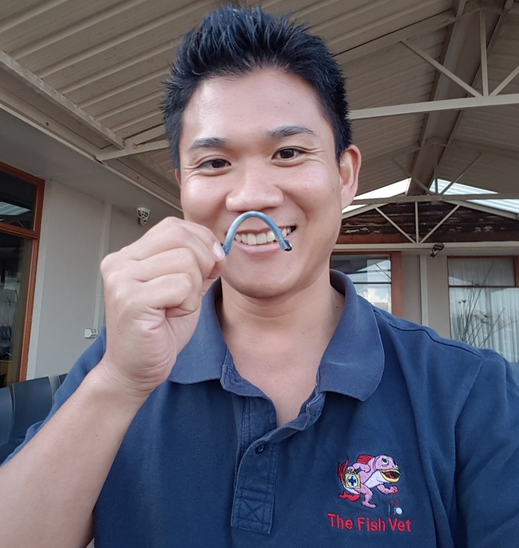 Why are we giving this koi carp a prosthetic moustache? See how Doctor ...