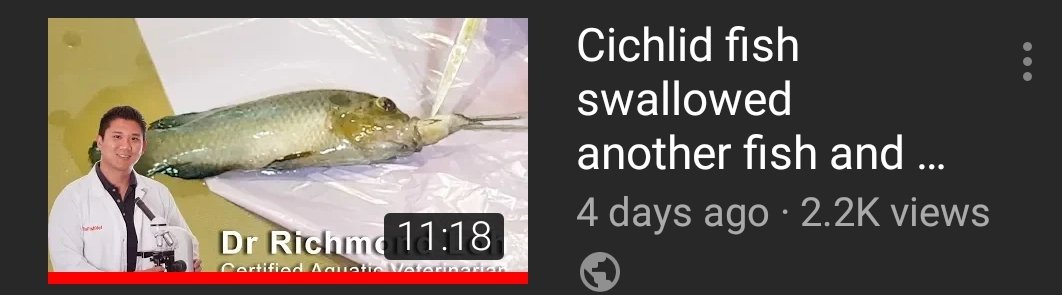 How to save a fish that’s choking? – The Fish Vet's Blog